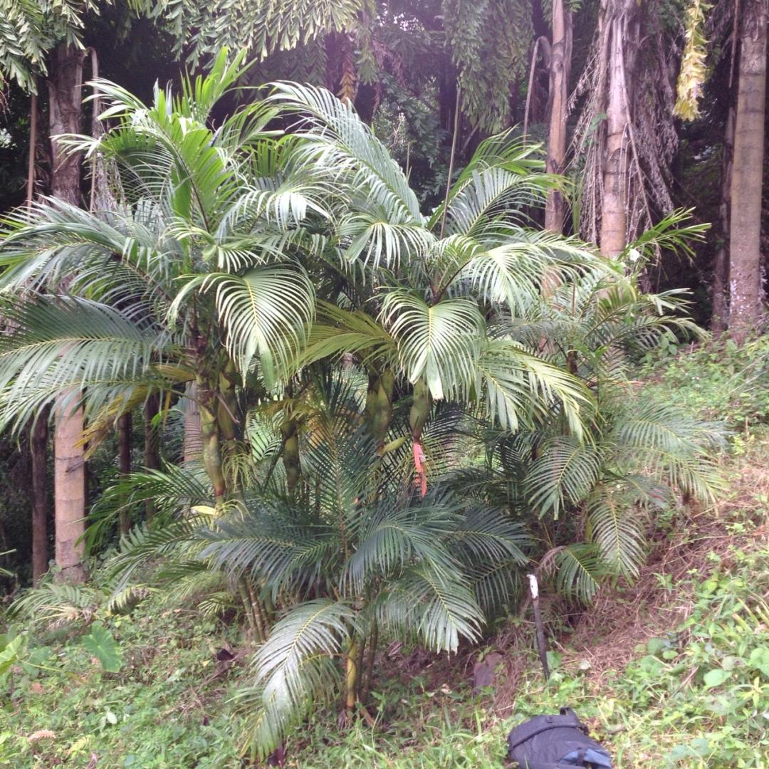 Pinanga philippinensis Seeds - For Sale - PalmTalk