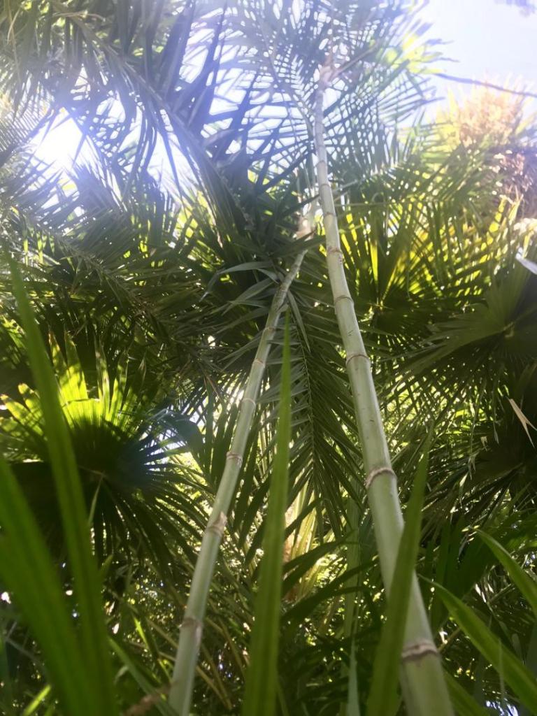 Gratuitous palm shot - DISCUSSING PALM TREES WORLDWIDE - PalmTalk