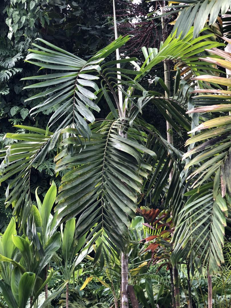 Veitchia vitiensis - DISCUSSING PALM TREES WORLDWIDE - PalmTalk