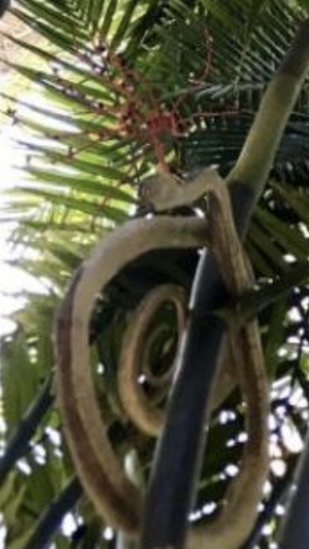 Gratuitous palm shot - DISCUSSING PALM TREES WORLDWIDE - PalmTalk
