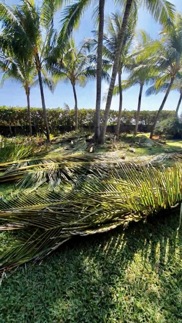 Grooming Cocos - DISCUSSING PALM TREES WORLDWIDE - PalmTalk