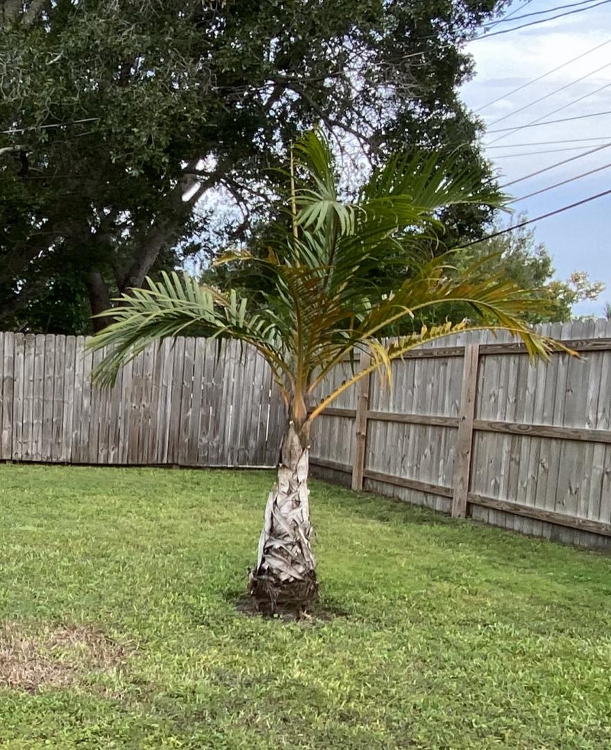 Sick Spindle Palm? Diagnosis help. - DISCUSSING PALM TREES WORLDWIDE ...