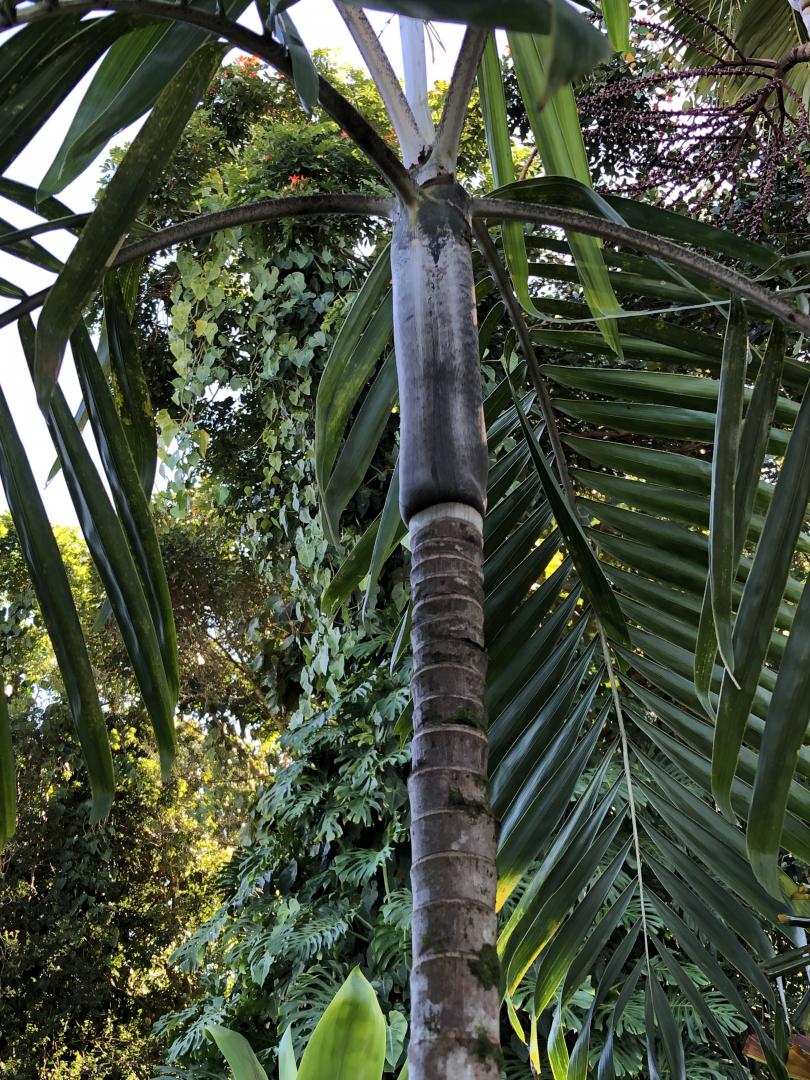 Veitchia vitiensis - DISCUSSING PALM TREES WORLDWIDE - PalmTalk