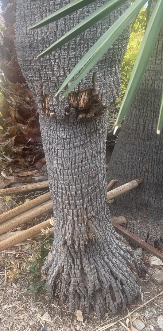 Strange trunk on a Washingtonian palm - DISCUSSING PALM TREES WORLDWIDE ...