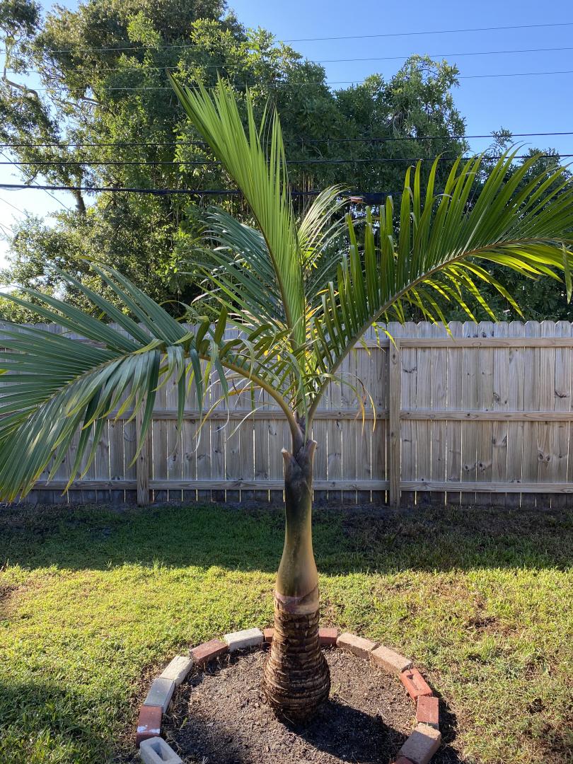Sick Spindle Palm? Diagnosis help. - DISCUSSING PALM TREES WORLDWIDE ...