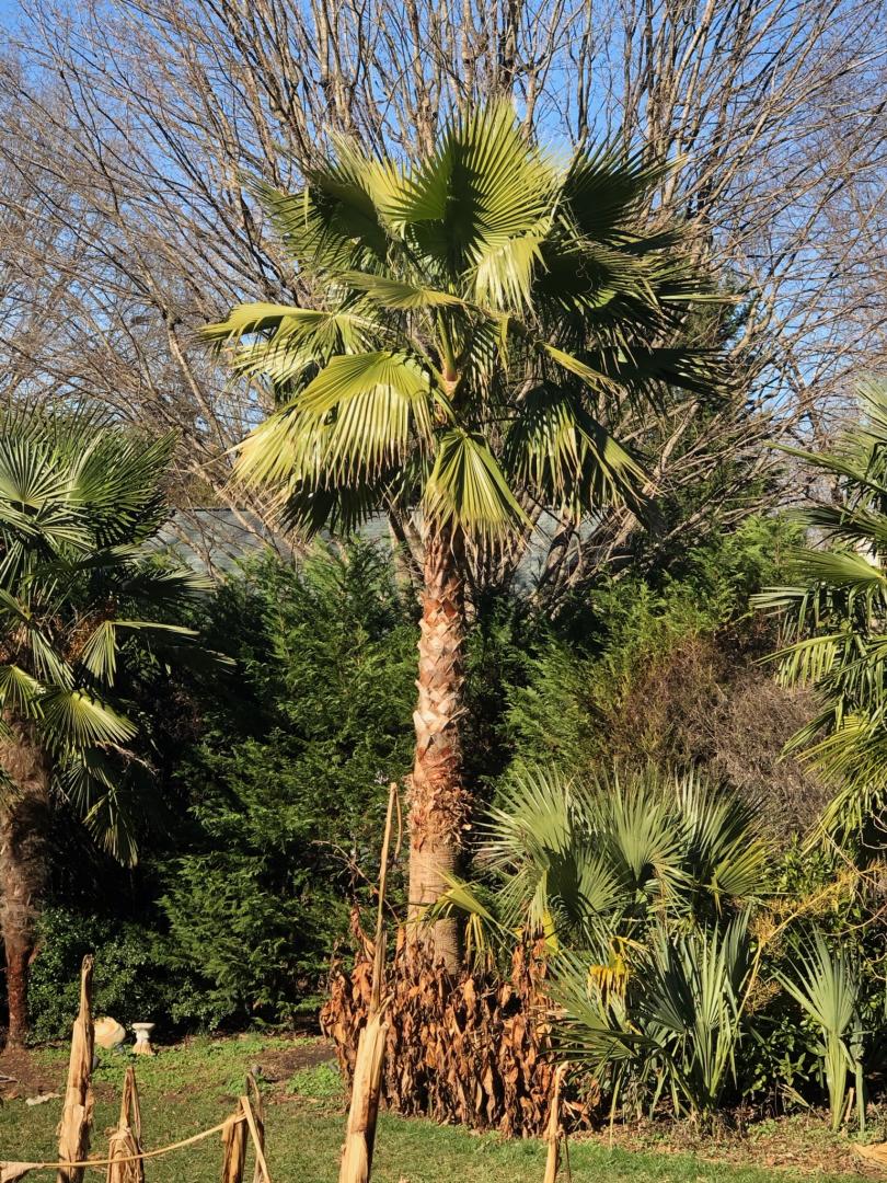 Before and after Washy after 17F - DISCUSSING PALM TREES WORLDWIDE ...