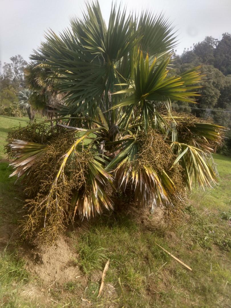 Any sabal domingensis x palmetto? - COLD HARDY PALMS - PalmTalk