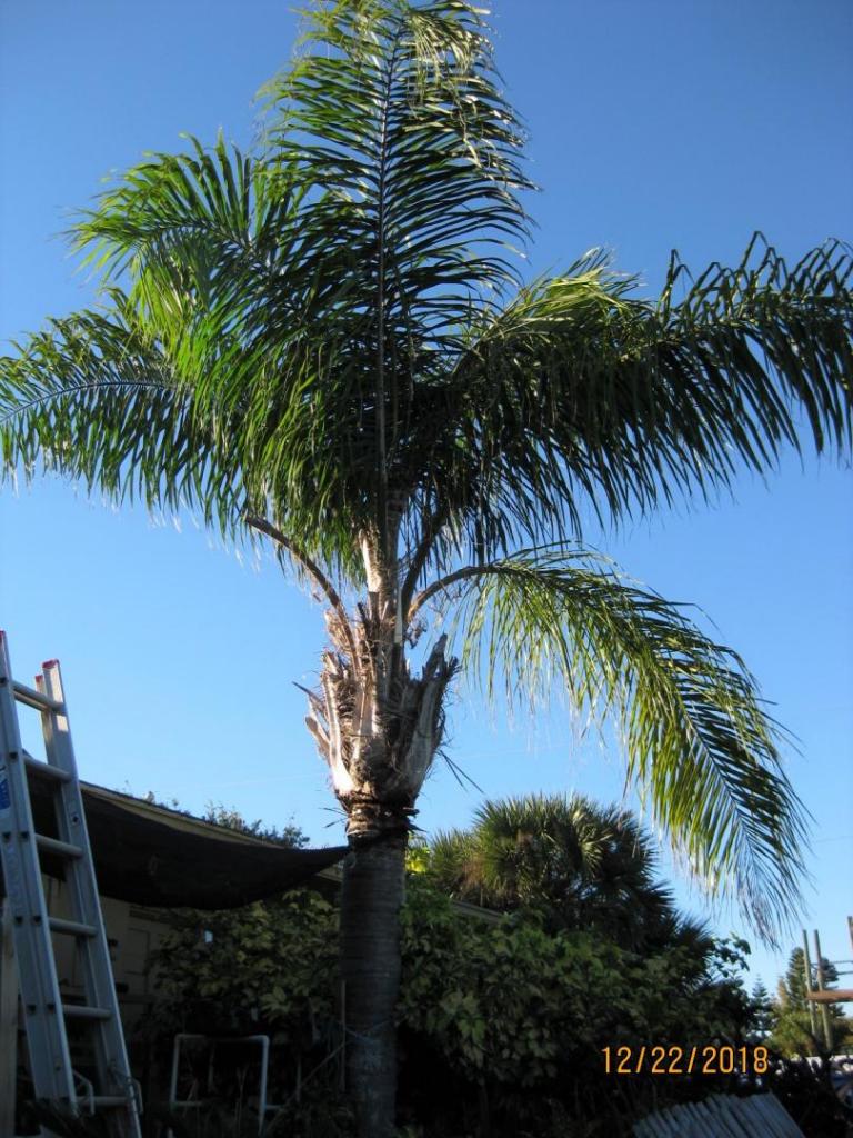 The Ugliest Palm - DISCUSSING PALM TREES WORLDWIDE - PalmTalk