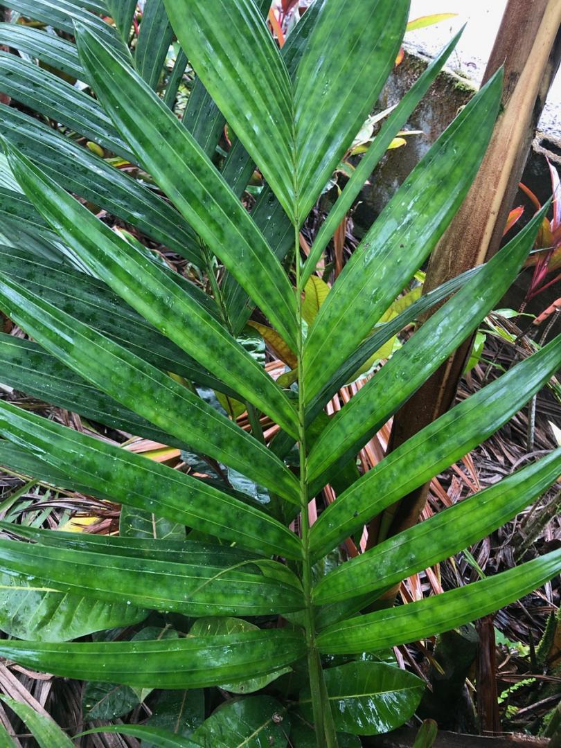 Seeing Spots - DISCUSSING PALM TREES WORLDWIDE - PalmTalk