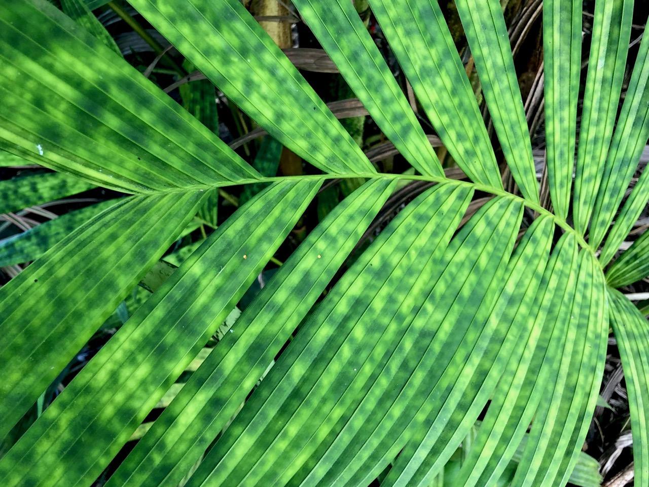 Seeing Spots - DISCUSSING PALM TREES WORLDWIDE - PalmTalk