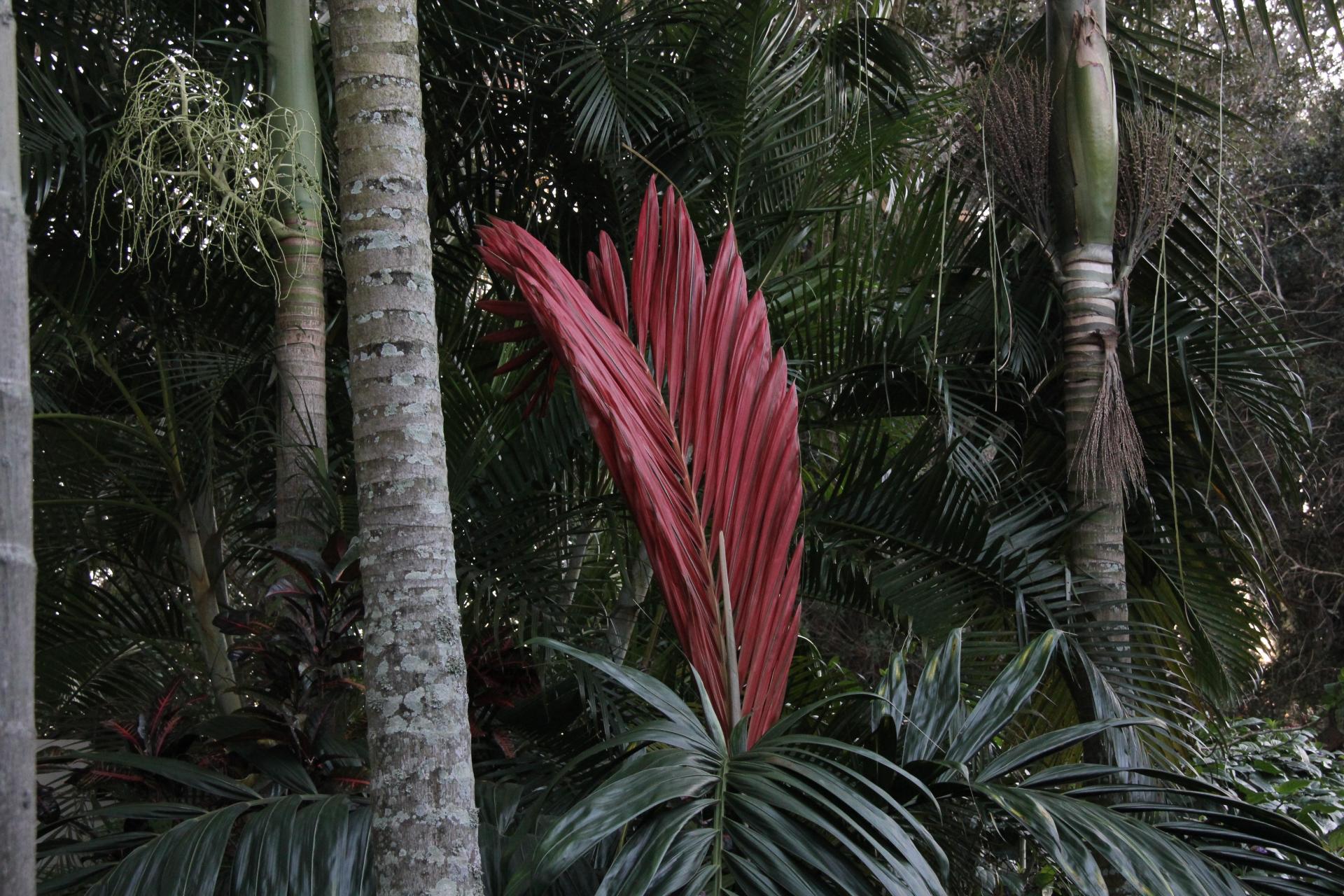 Watermelon red - DISCUSSING PALM TREES WORLDWIDE - PalmTalk