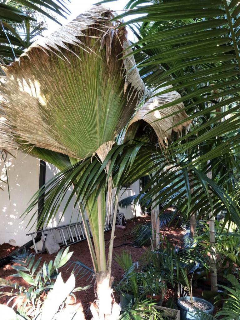 Where to buy a Pritchardia pacifica? - DISCUSSING PALM TREES WORLDWIDE ...