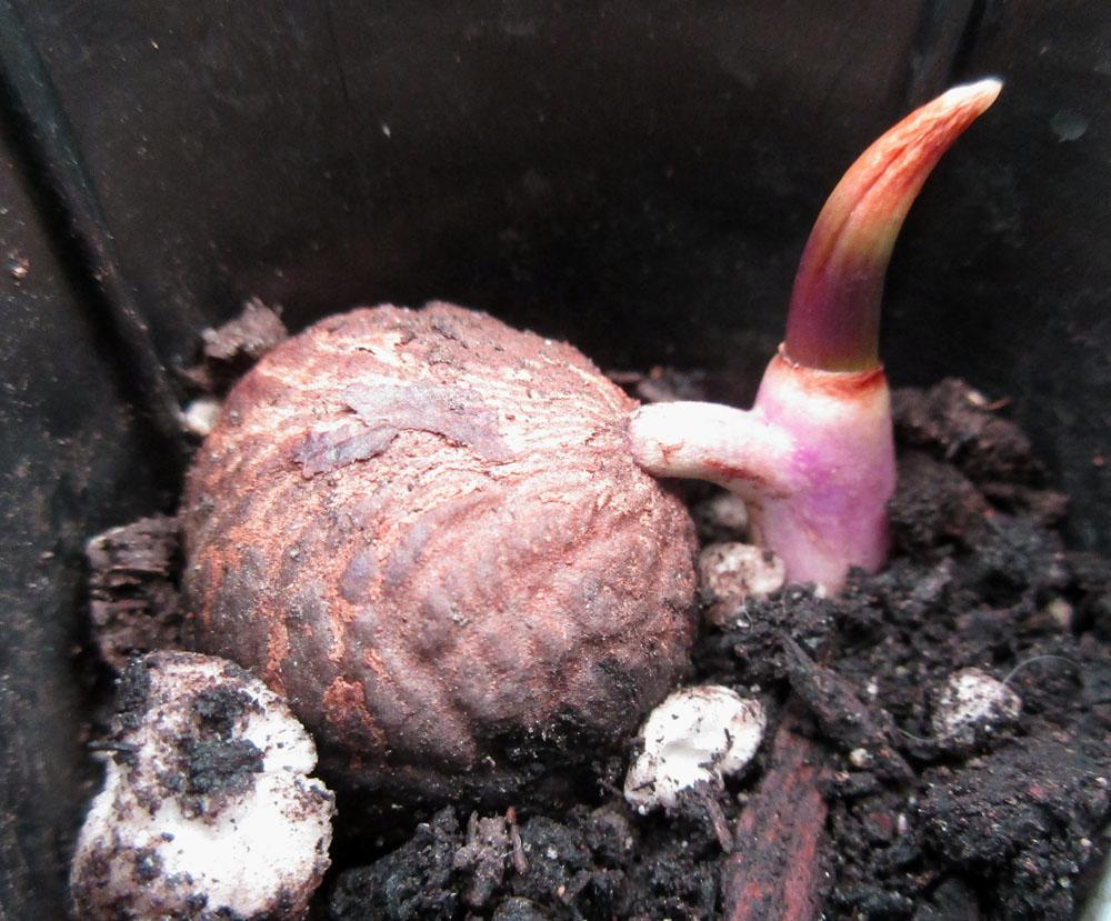 Jubaea seedling. - COLD HARDY PALMS - PalmTalk