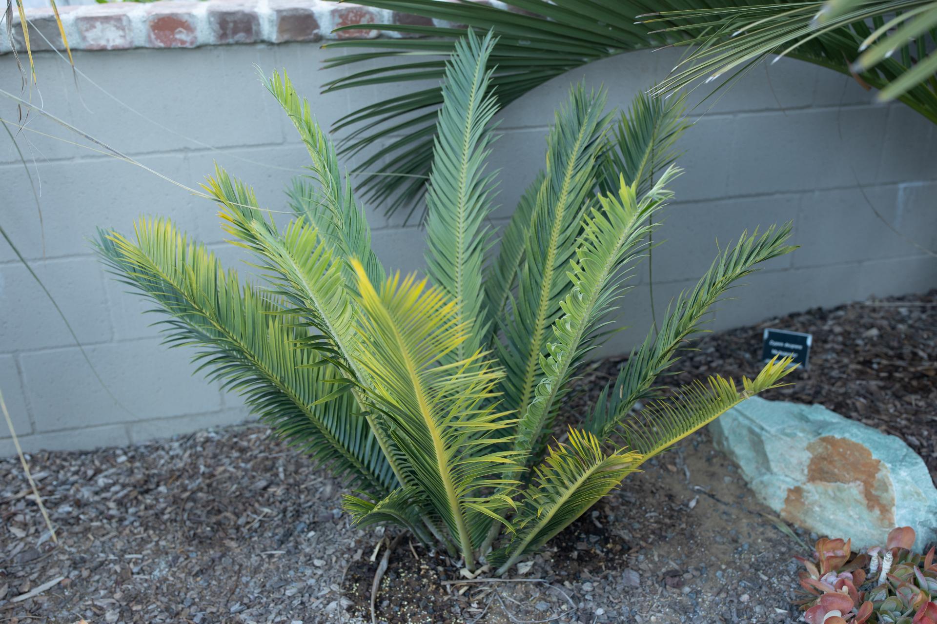 Culture of the Enceph. friderici-guilielmi complex - TROPICAL LOOKING ...