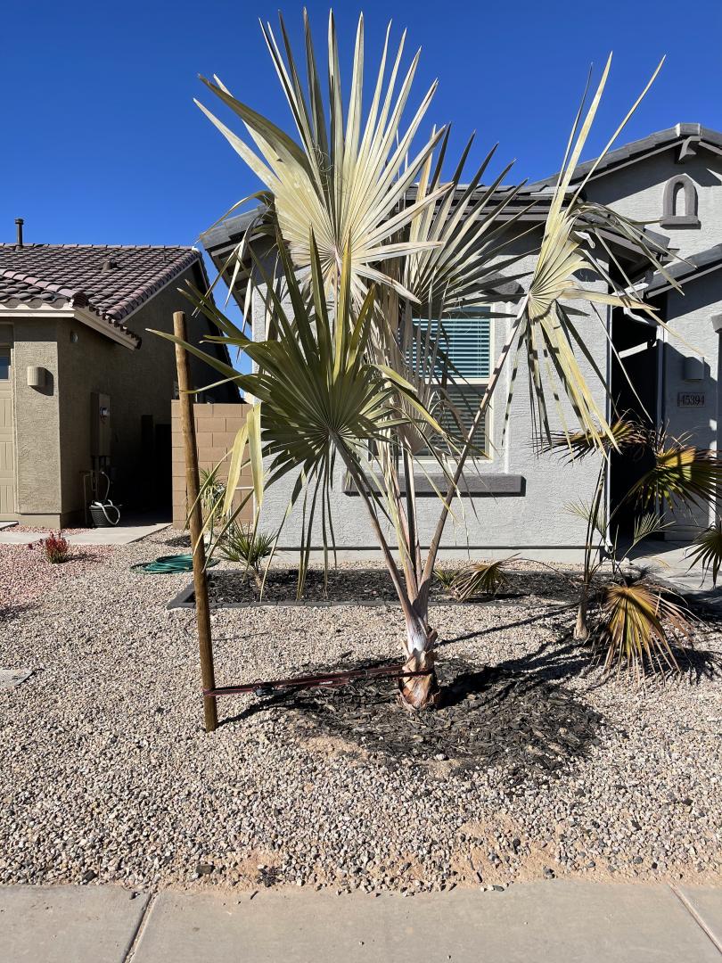 Should I stake? - DISCUSSING PALM TREES WORLDWIDE - PalmTalk