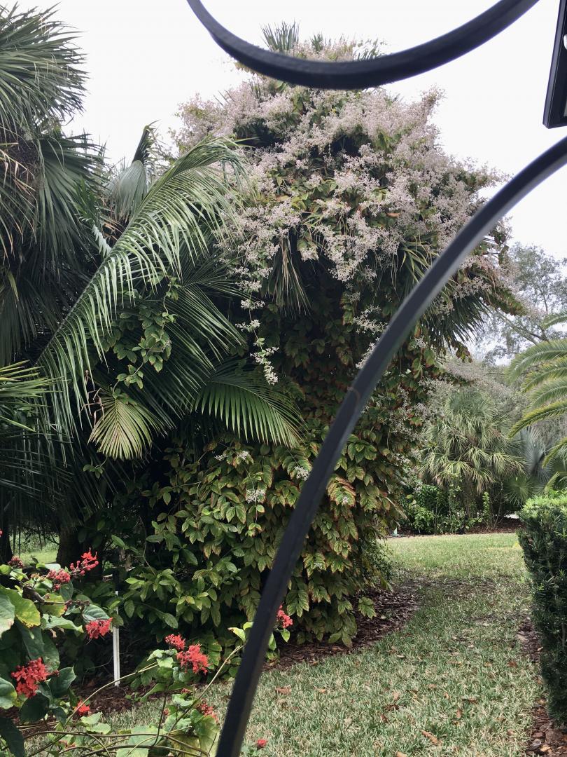 Wooly Congea in full bloom - TROPICAL LOOKING PLANTS - Other Than Palms ...