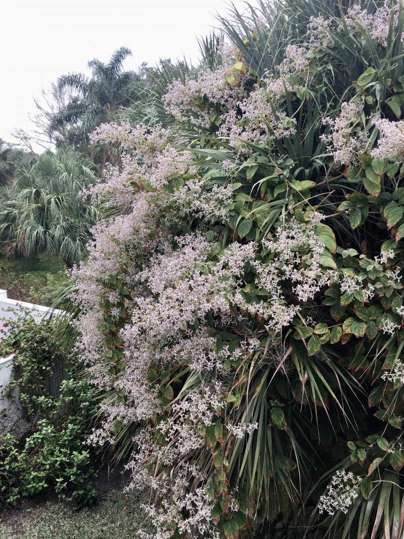 Wooly Congea in full bloom - TROPICAL LOOKING PLANTS - Other Than Palms ...