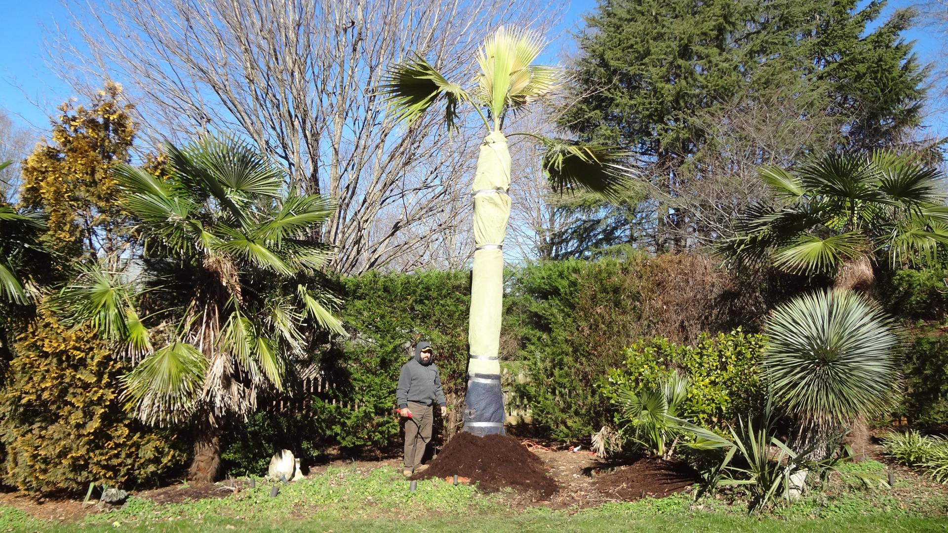 Painful protection - COLD HARDY PALMS - PalmTalk