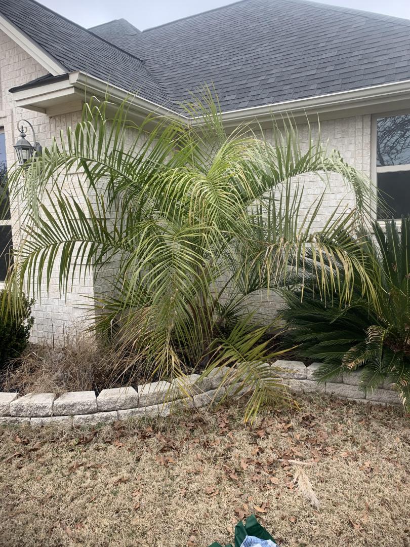 Painful protection - COLD HARDY PALMS - PalmTalk
