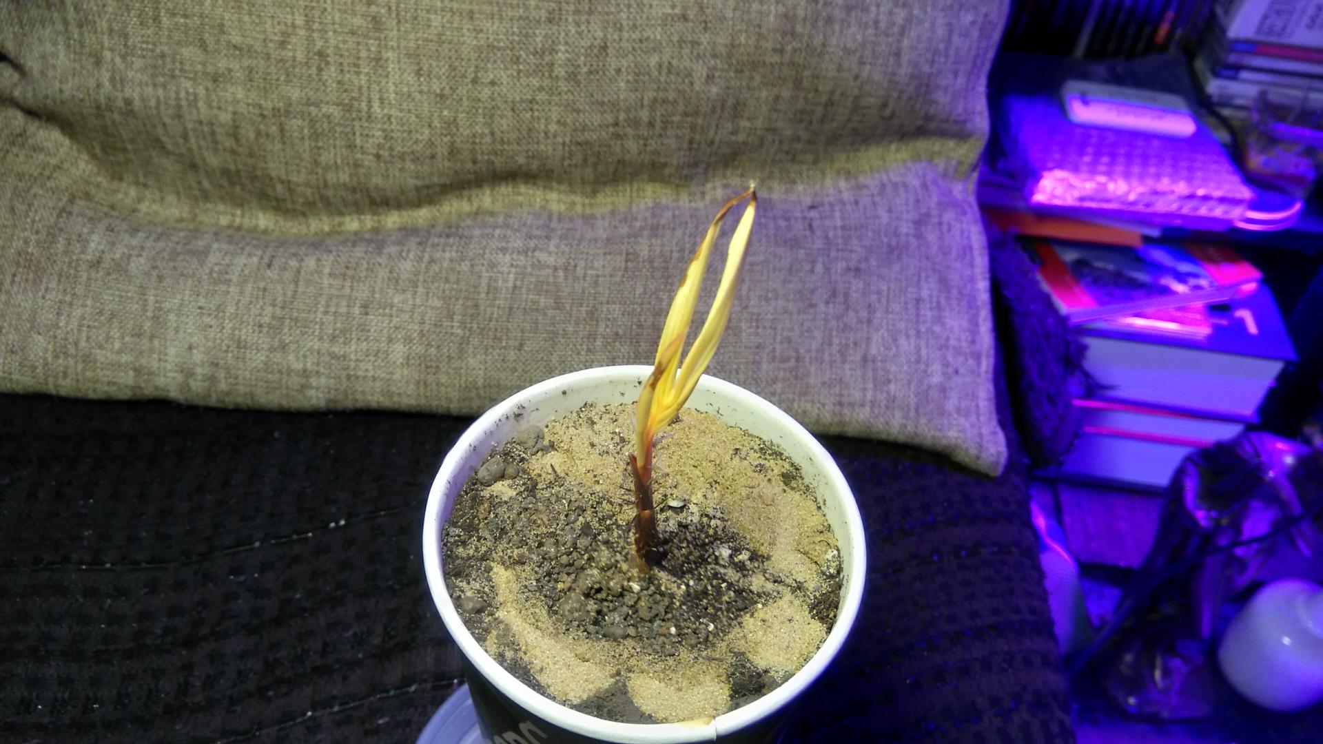 Albino verschaffeltia splendida - DISCUSSING PALM TREES WORLDWIDE ...