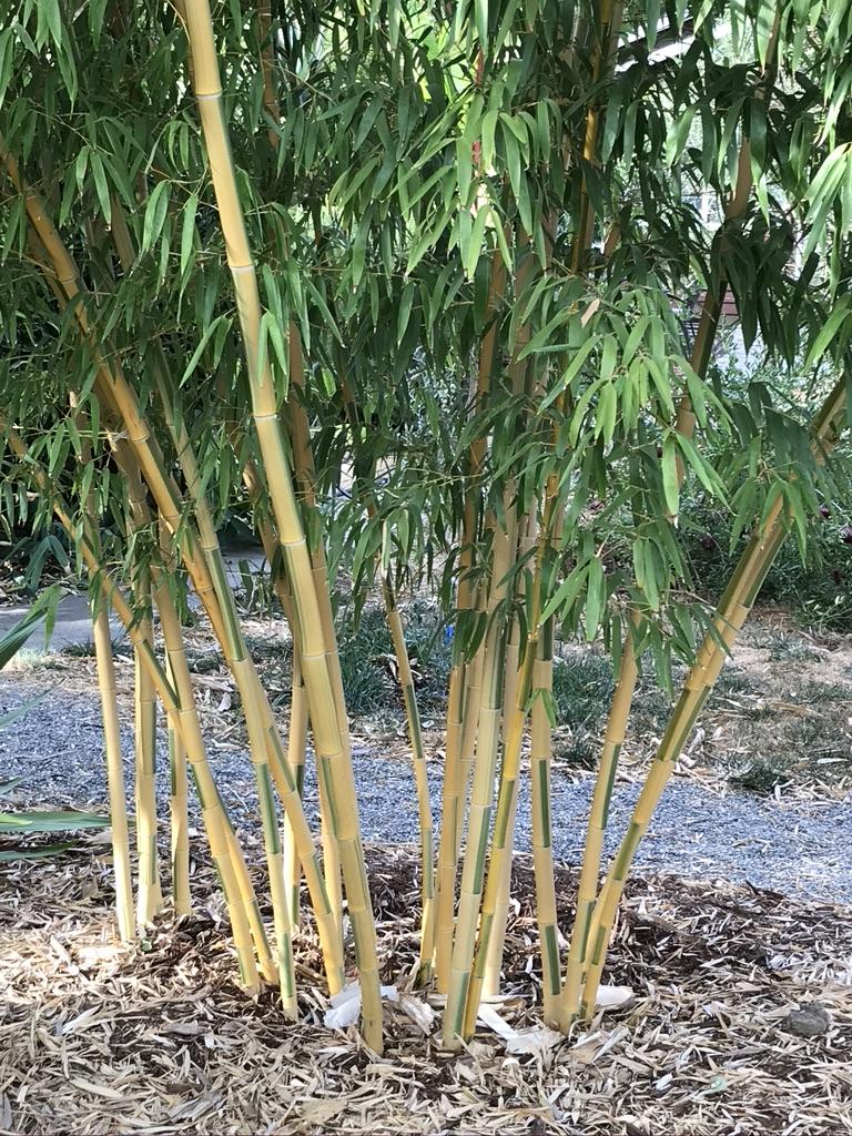 bamboo & palms - DISCUSSING PALM TREES WORLDWIDE - PalmTalk