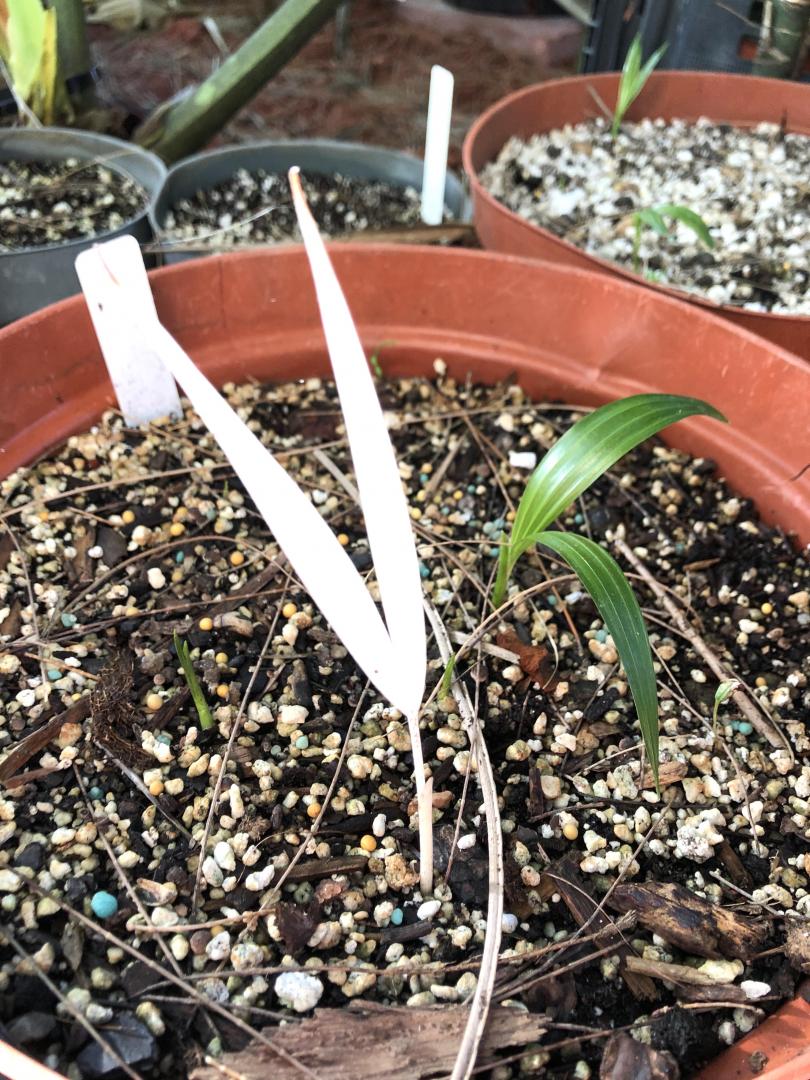 Albino Dypsis albofarinosa seedling - DISCUSSING PALM TREES WORLDWIDE ...