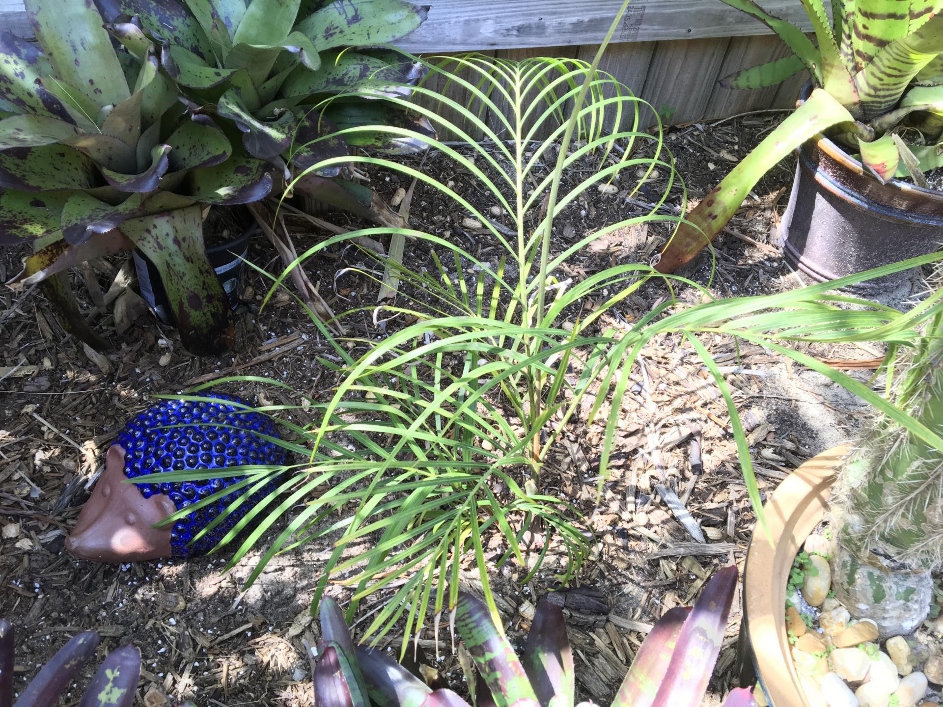 Bitty Baby Dypsis heteromorpha, show me yours when they're big ...