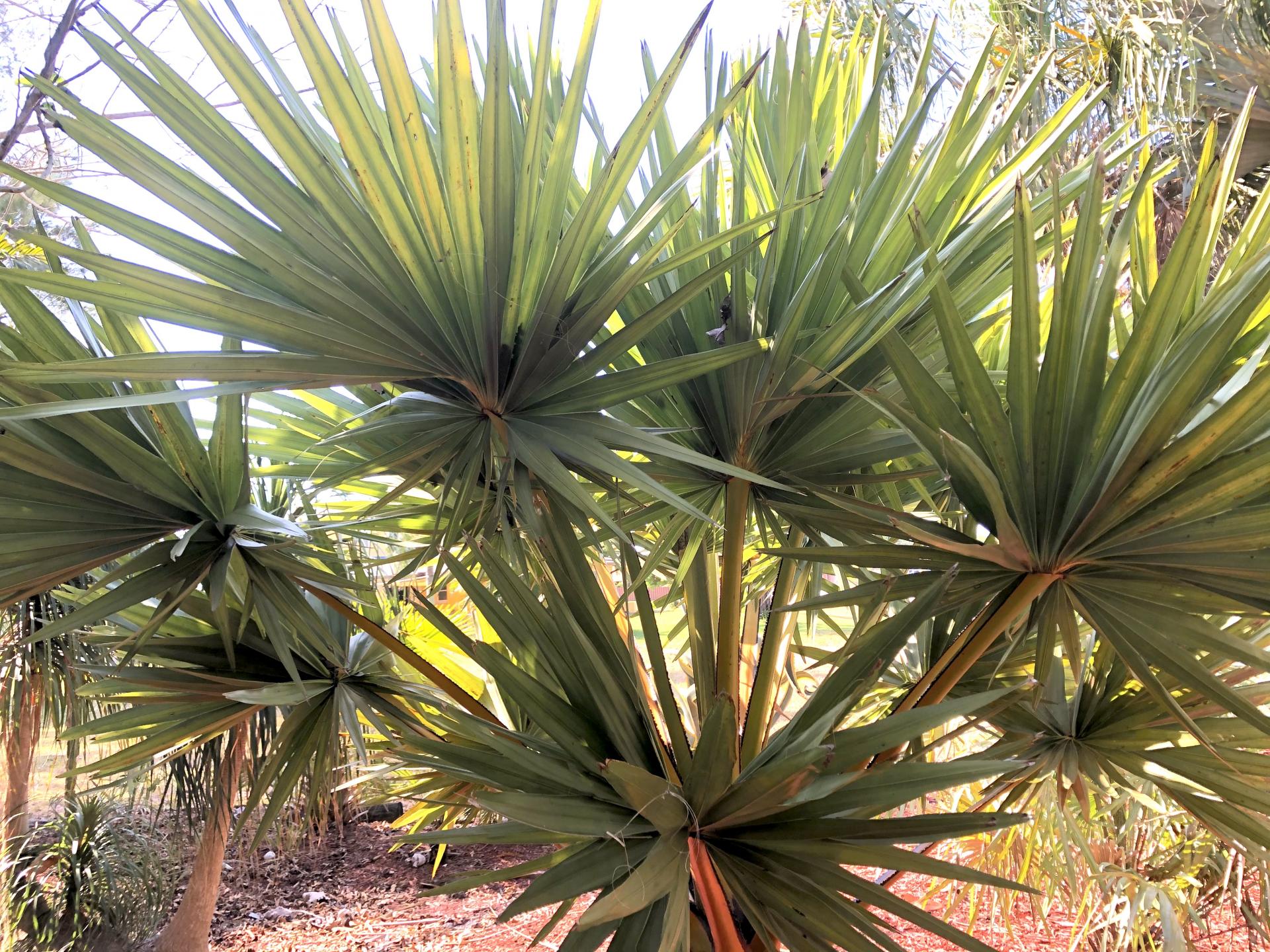 Borassus flabellifer shows its Colors - DISCUSSING PALM TREES WORLDWIDE ...