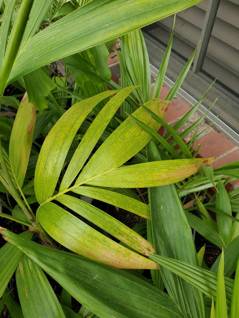 A. merrillii sunburn, mites, or other? - DISCUSSING PALM TREES ...