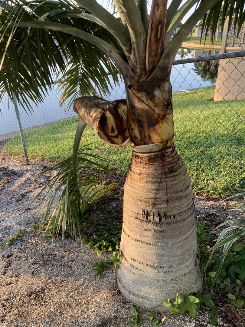What happened to my queen palm frond? Disease? Infection? - DISCUSSING ...