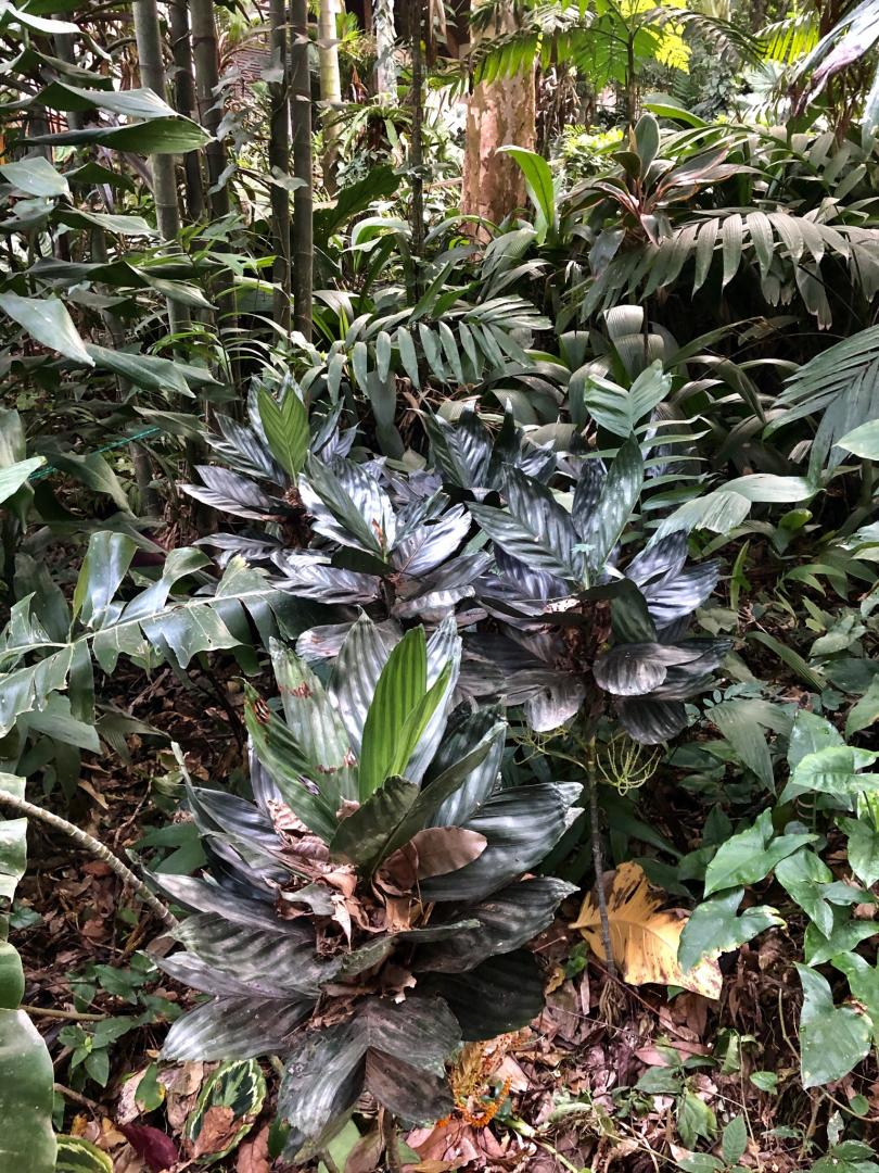 Palms and Volcanos - DISCUSSING PALM TREES WORLDWIDE - PalmTalk