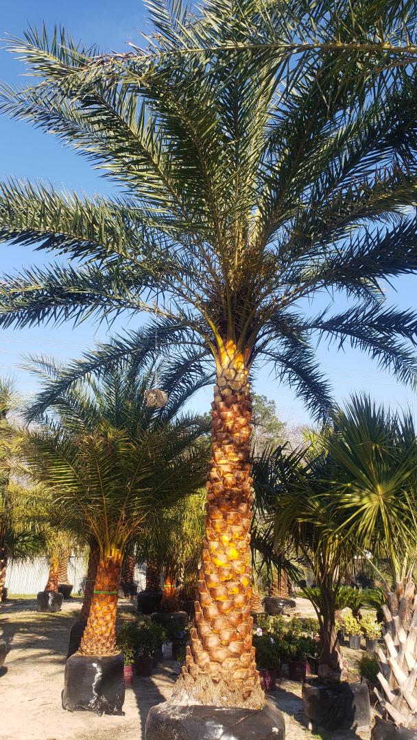 Options are Increasing... - COLD HARDY PALMS - PalmTalk