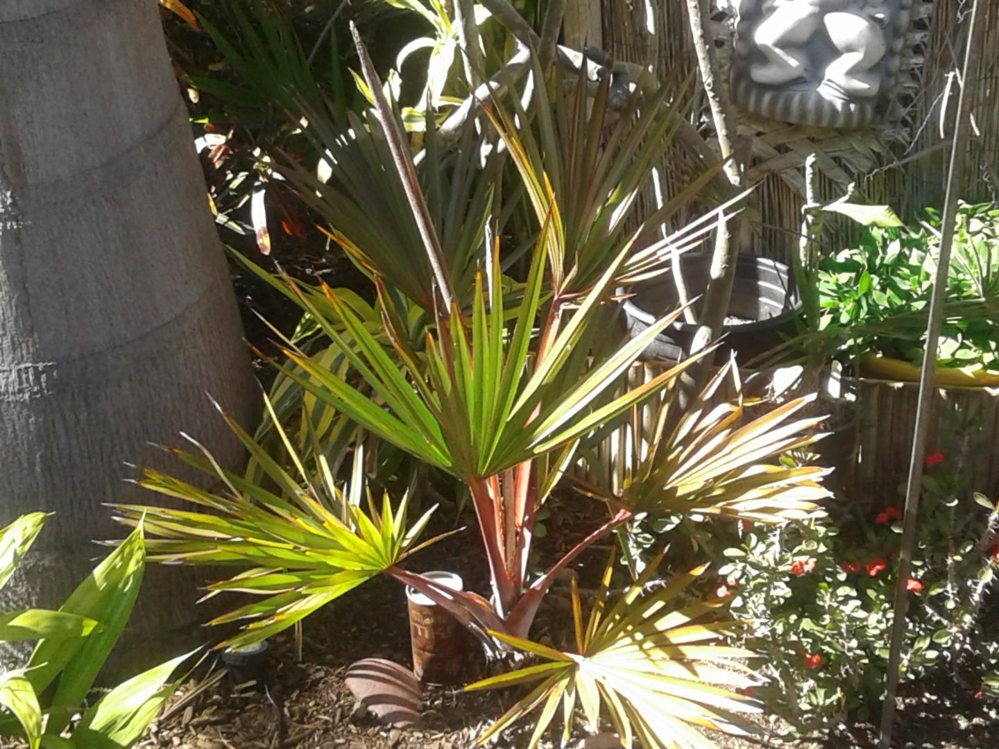 California red Latin palms - DISCUSSING PALM TREES WORLDWIDE - PalmTalk