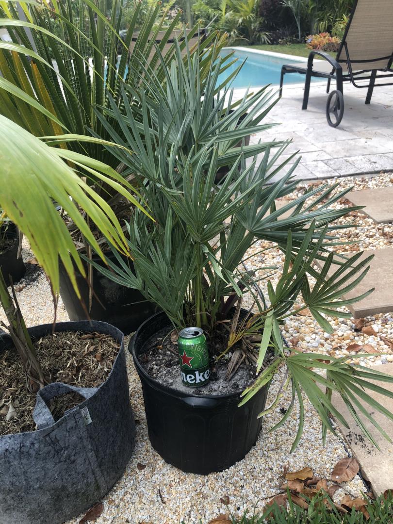 Serenoa repens silver 7gal - palm collection sale - For Sale - PalmTalk