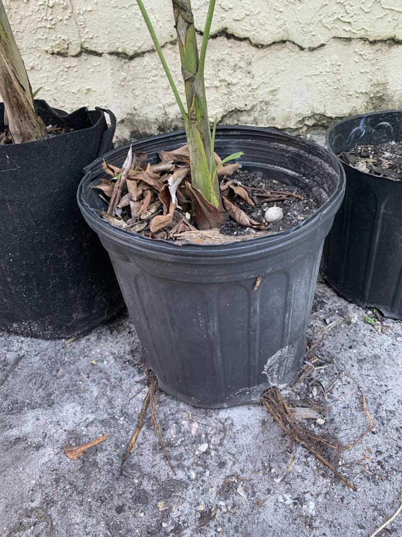 ptychosperma schefferi 3gal - palm collection sale - For Sale - PalmTalk