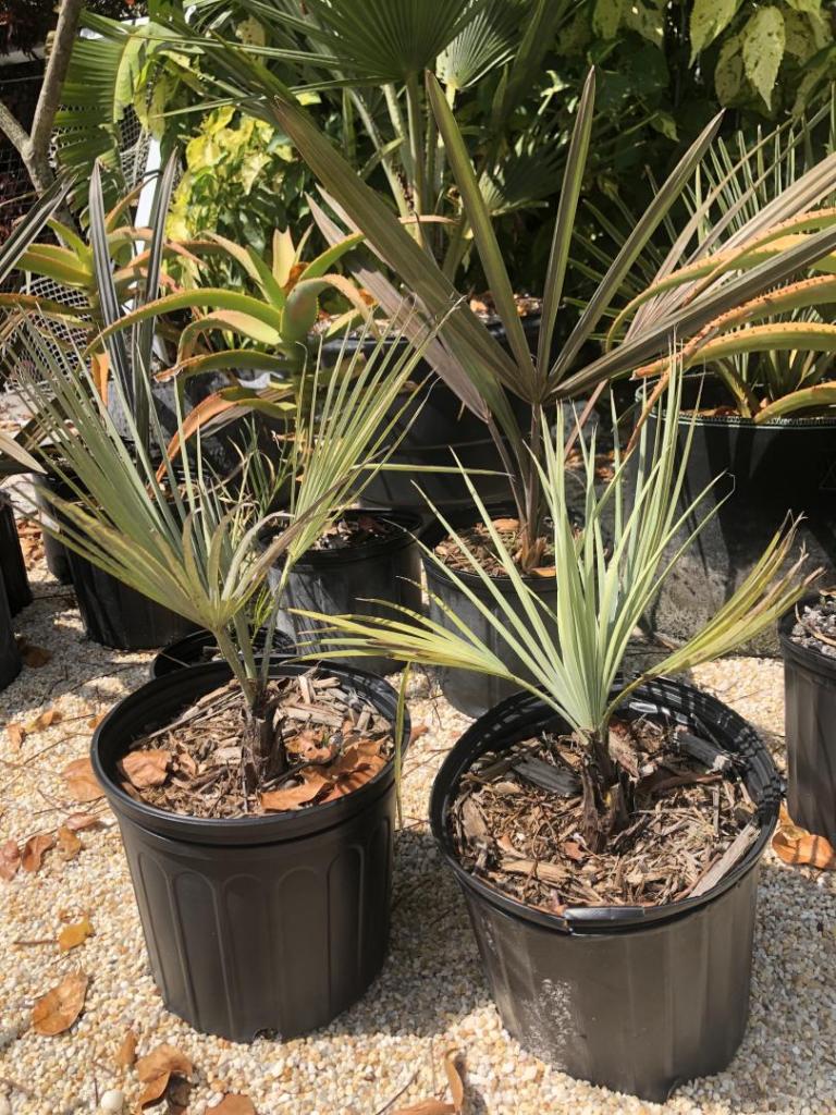 Brahea clara 3gal - palm collection sale - For Sale - PalmTalk