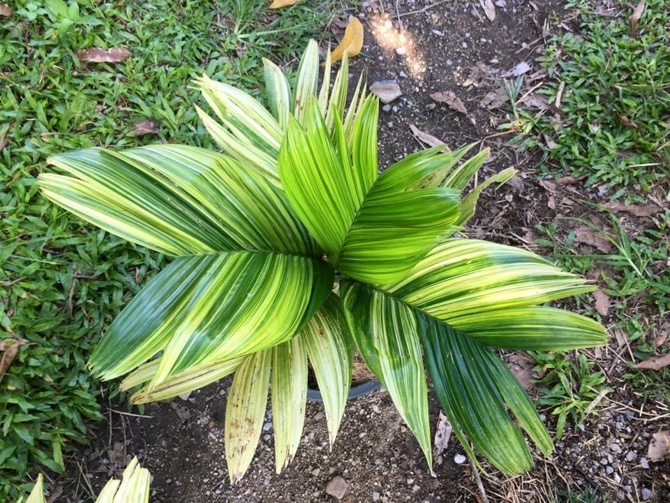 Dwarf Areca Catechu Variegated - DISCUSSING PALM TREES WORLDWIDE - PalmTalk