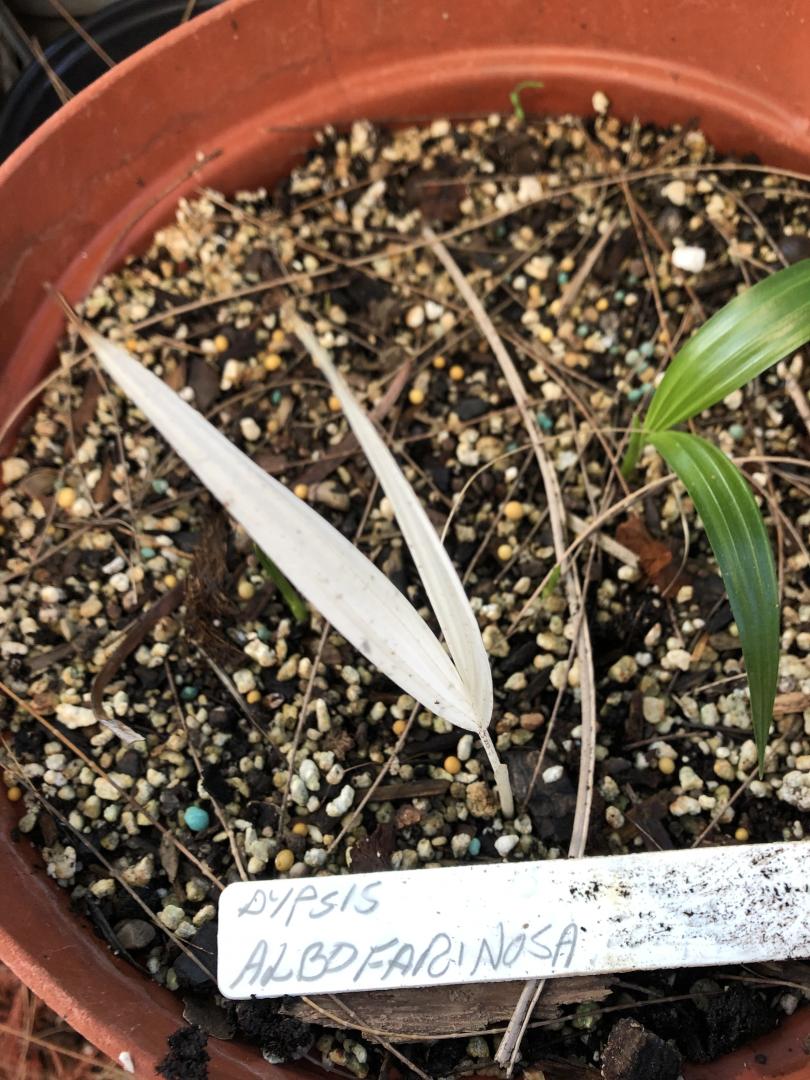 Albino Dypsis albofarinosa seedling - DISCUSSING PALM TREES WORLDWIDE ...