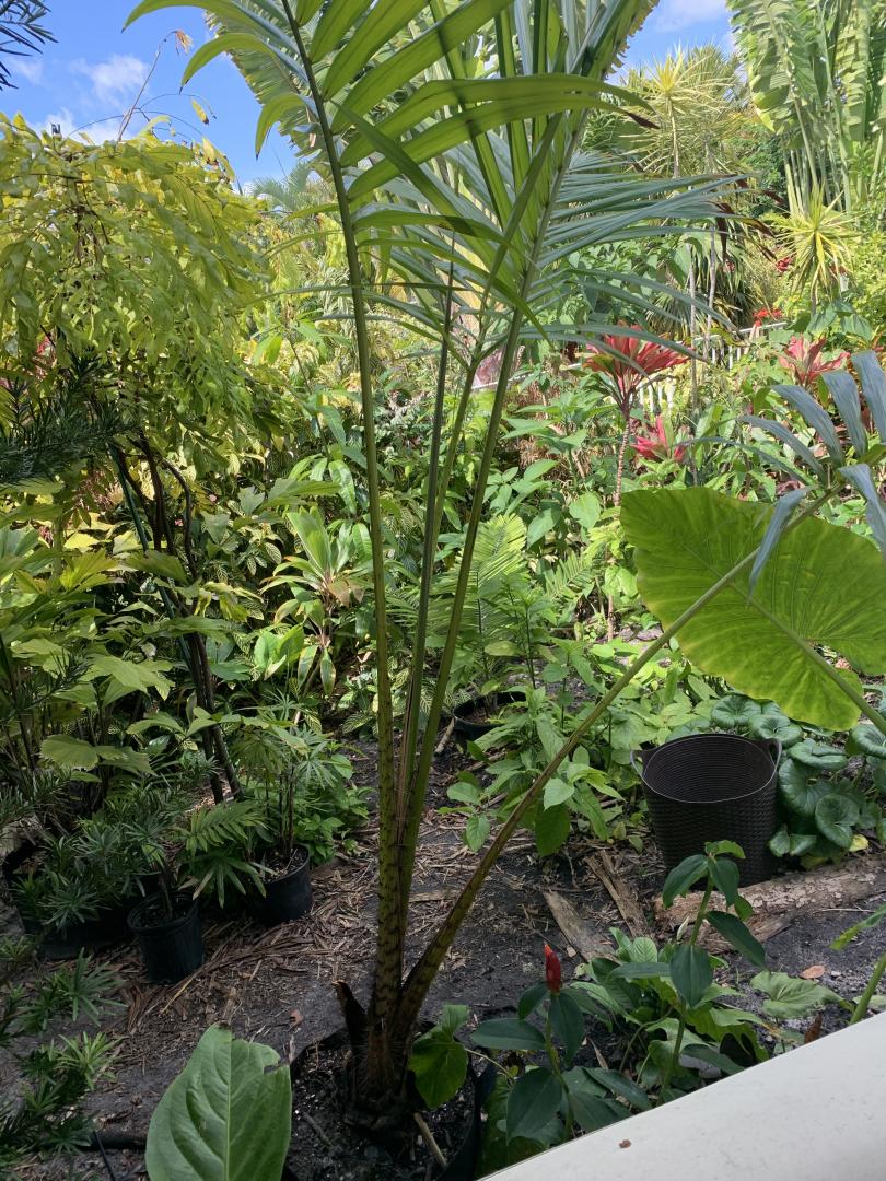 Metroxylon vitiense 10 gal -palm collection sale - For Sale - PalmTalk