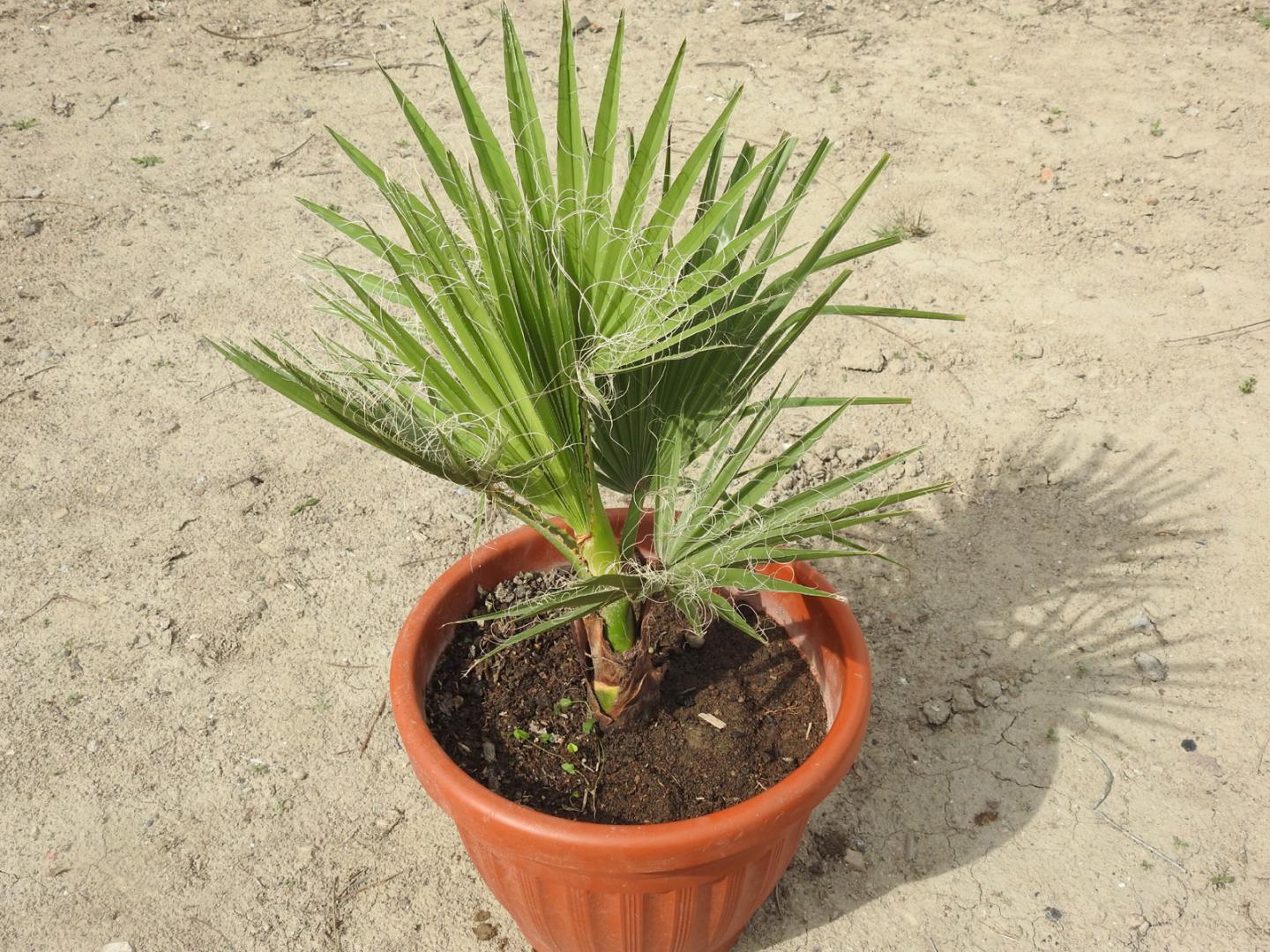 Washingtonia petiole color metamorphosis? - DISCUSSING PALM TREES ...