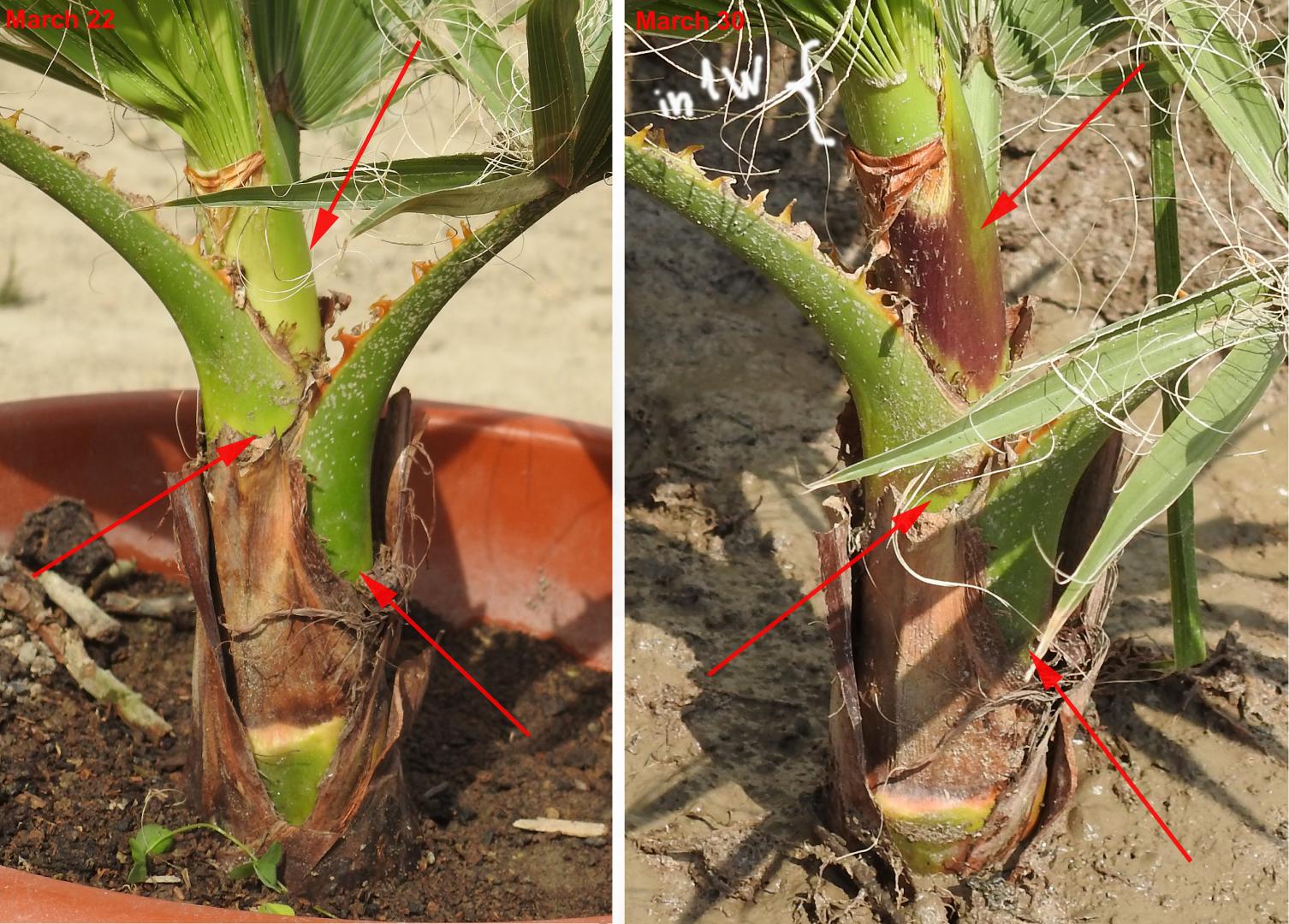 Washingtonia petiole color metamorphosis? - DISCUSSING PALM TREES ...