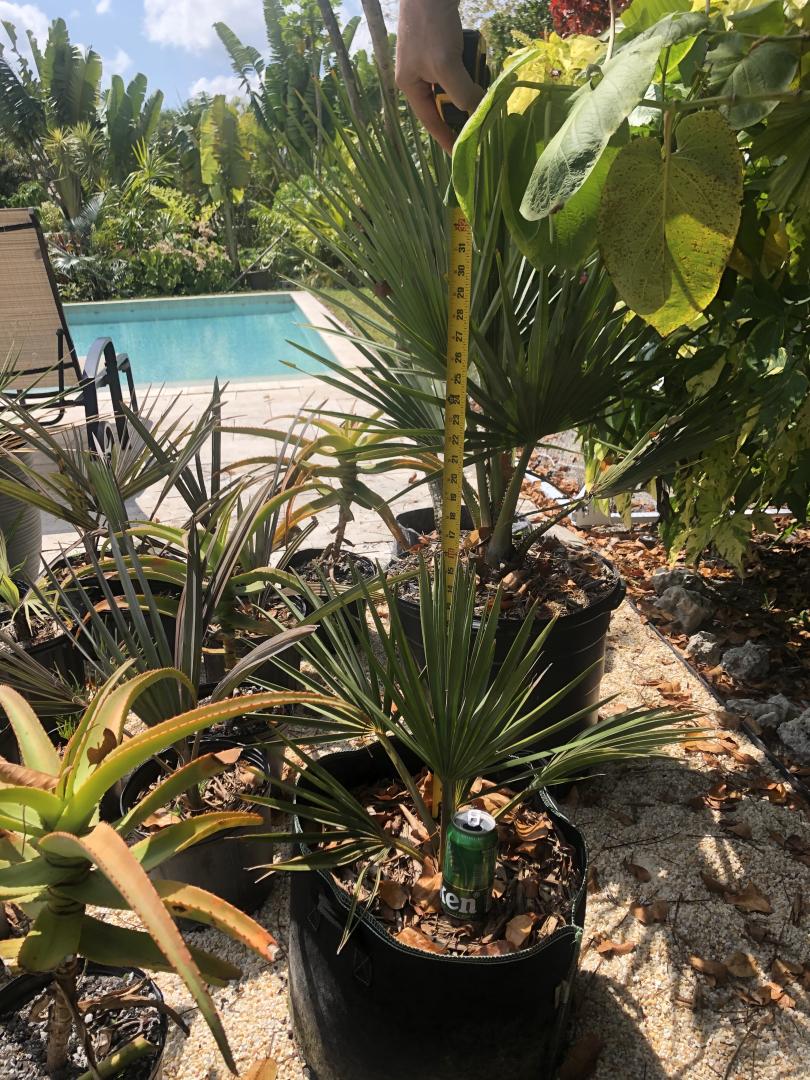 Copernicia fallaensis 7gal - palm collection sale - For Sale - PalmTalk