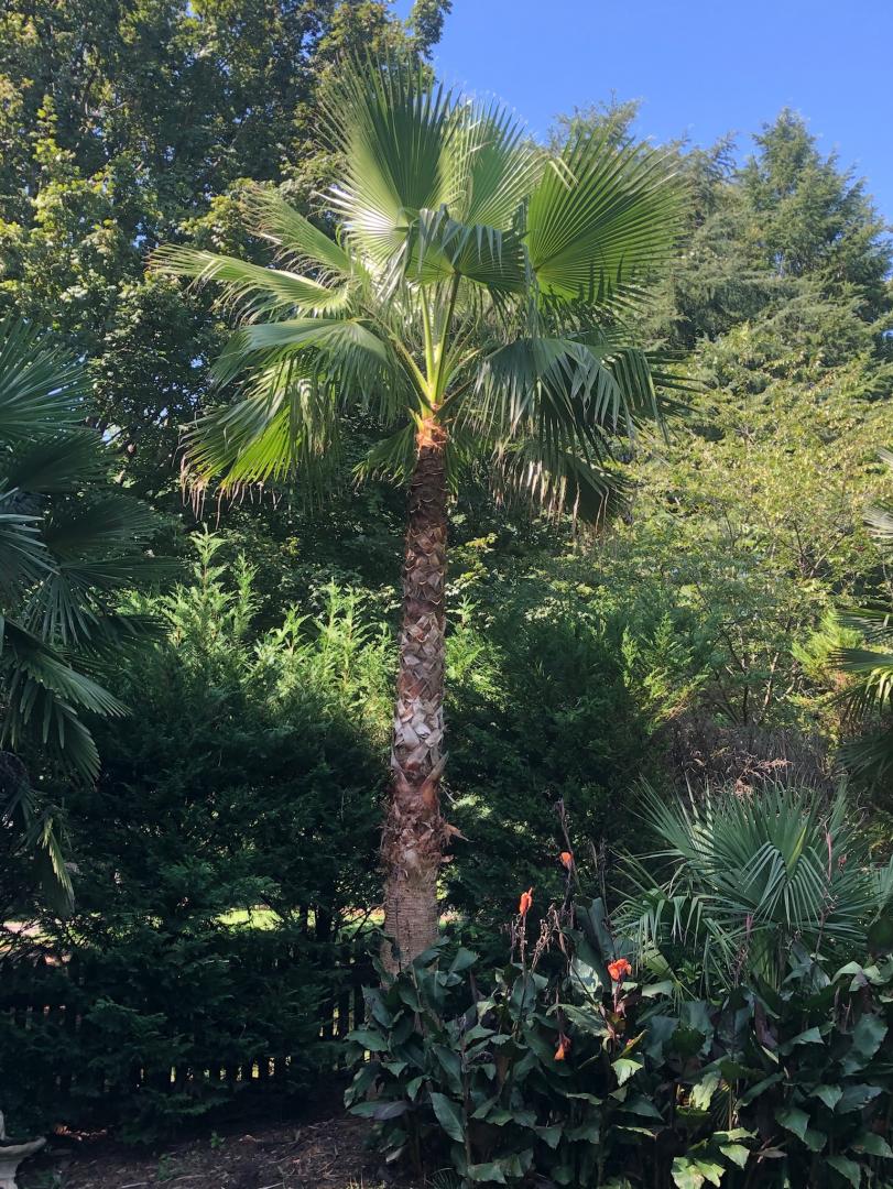 Trachycarpus fortunei - Dallas - COLD HARDY PALMS - PalmTalk