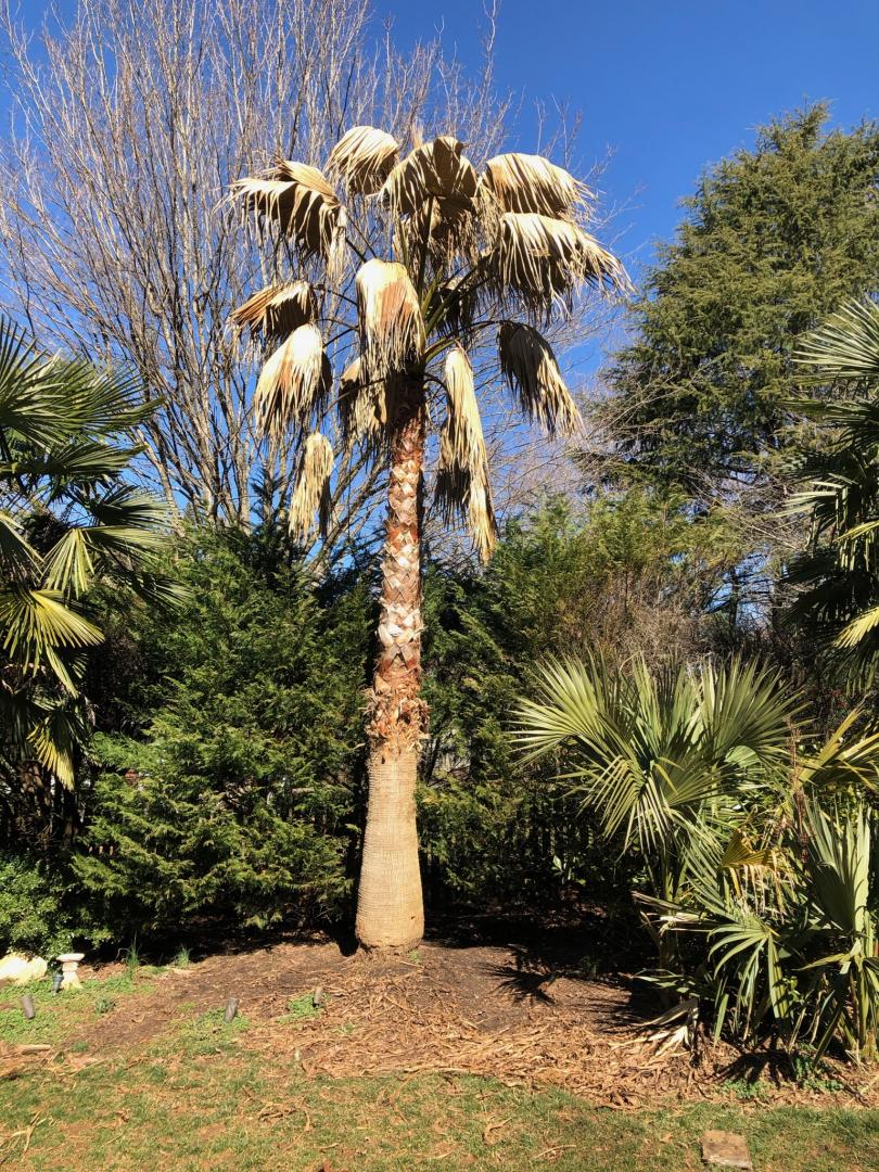 Trachycarpus fortunei - Dallas - COLD HARDY PALMS - PalmTalk