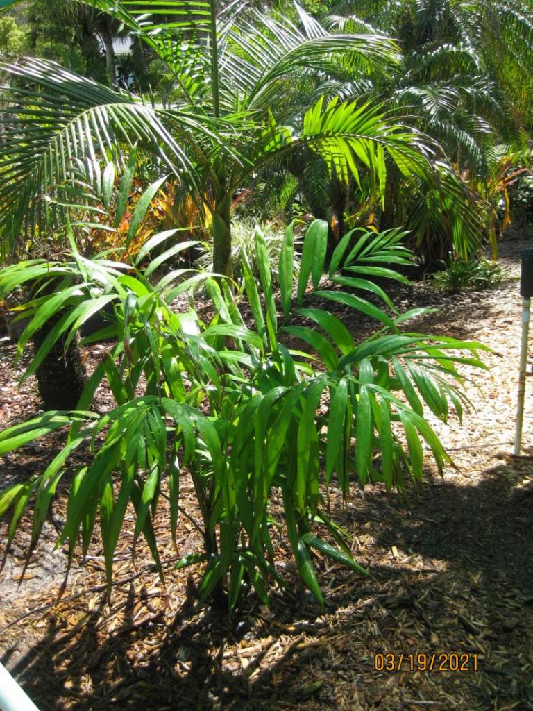 Dypsis Pembana clumping type? - DISCUSSING PALM TREES WORLDWIDE - PalmTalk