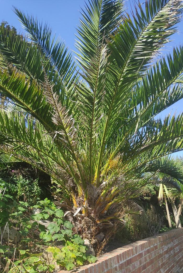 Northernmost CIDP's - COLD HARDY PALMS - PalmTalk