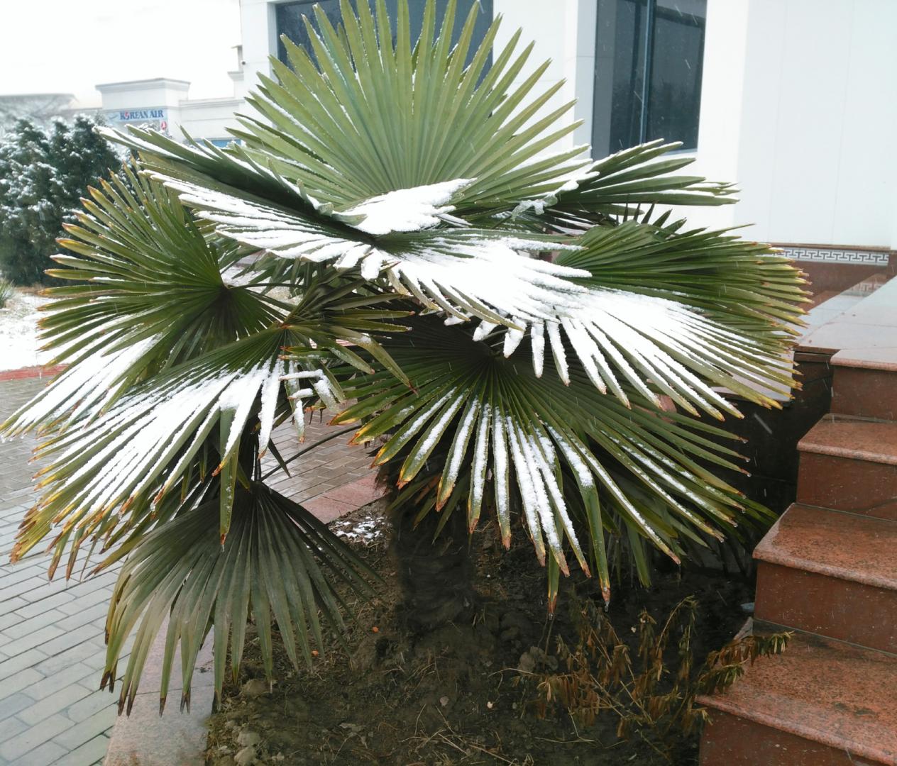Help identify Trachycarpus Palm - DISCUSSING PALM TREES WORLDWIDE ...