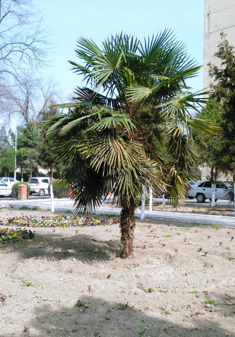 Help identify Trachycarpus Palm - DISCUSSING PALM TREES WORLDWIDE ...