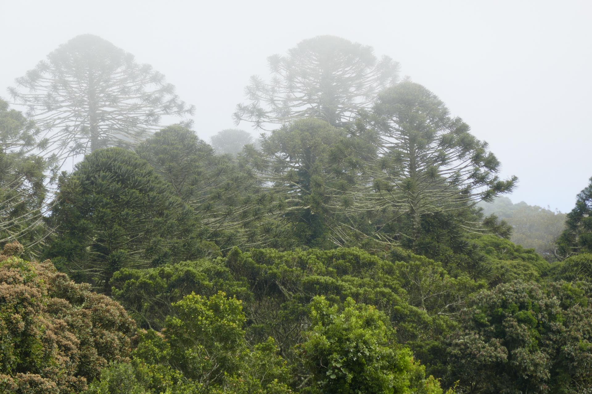 Bunya Mountains - TROPICAL LOOKING PLANTS - Other Than Palms - PalmTalk