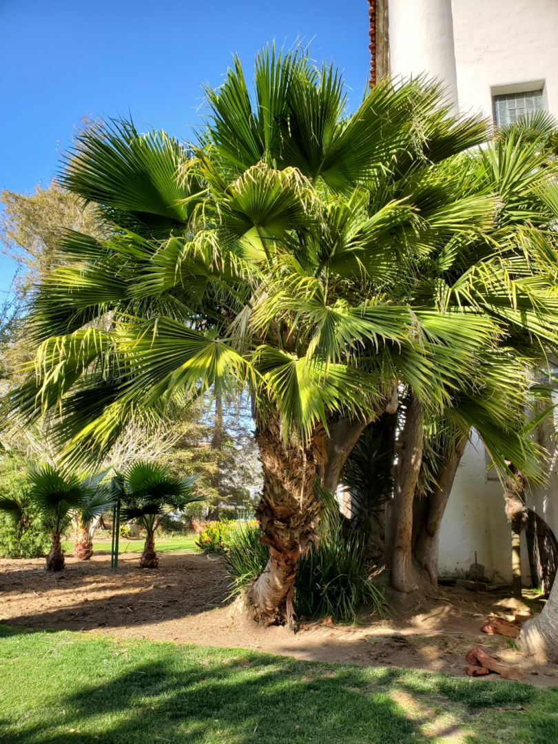 Palmate Palm ID - DISCUSSING PALM TREES WORLDWIDE - PalmTalk